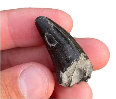 Fossilized Croc Tooth From Florida Ice Age Fossil Find | eBay
