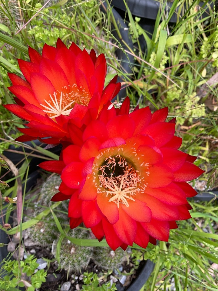 Cactus. Yellow Grandiflora x Red Grandiflora Cactilicious. | eBay Australia