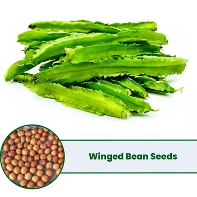 Premium Winged Bean 30 seeds- Nutrient-Rich and Versatile Plant ...