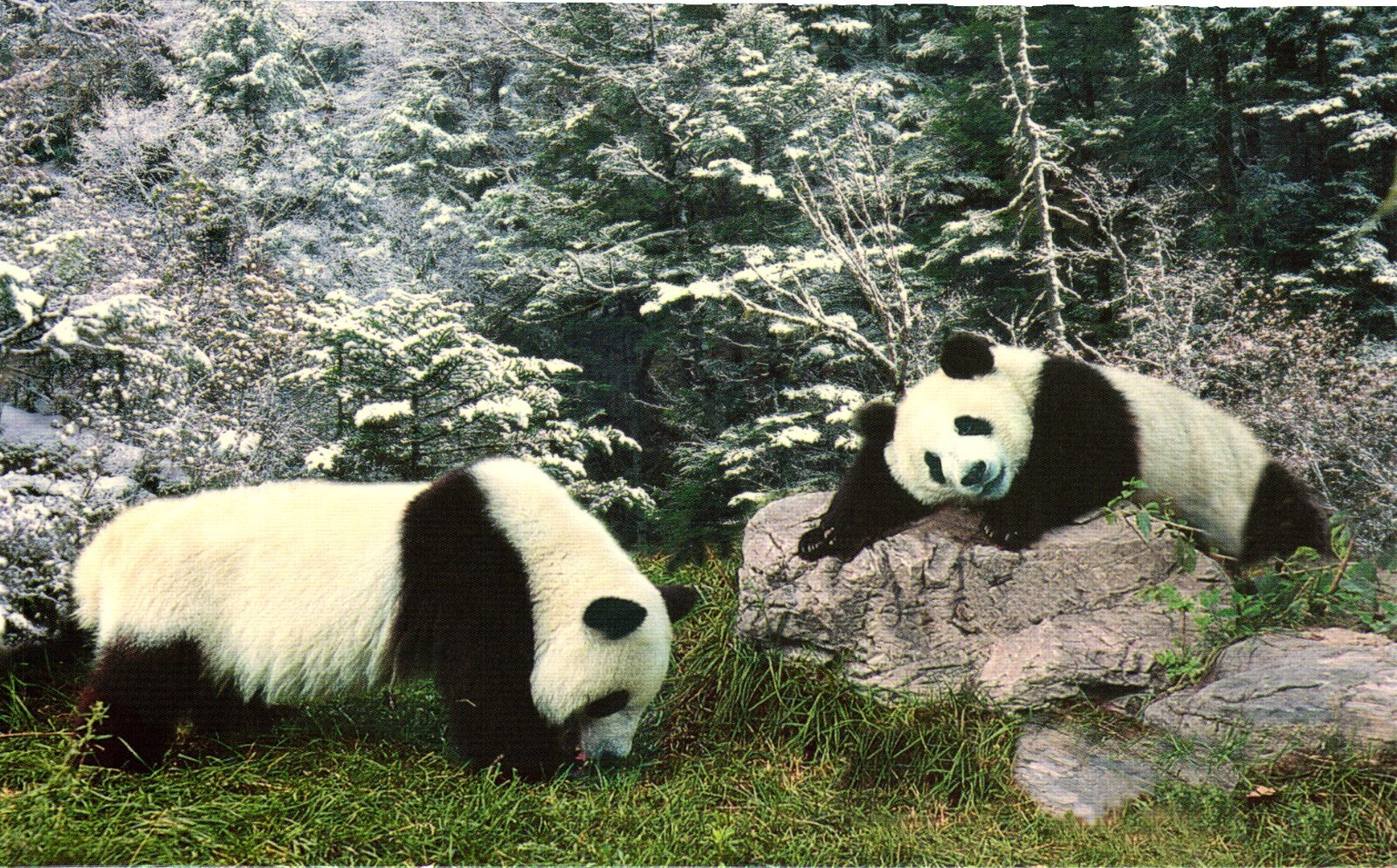 Panda Bears China Postcard | eBay
