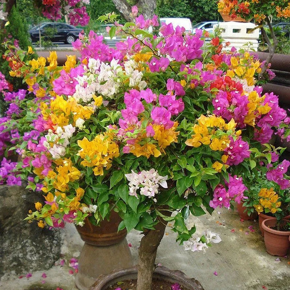 1 Pack 50 Mixed Color Bougainvillea Bonsai Flower Plant Seeds Home ...