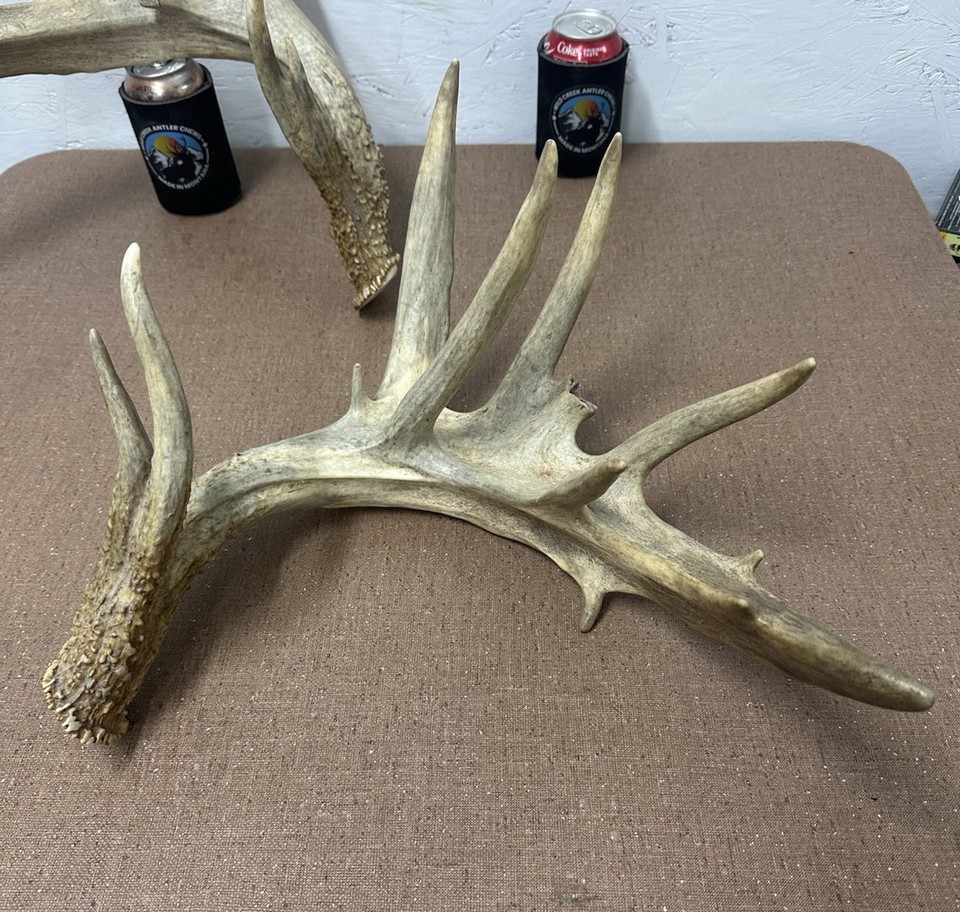 202” PRESERVE WHITETAIL DEER ANTLER SET, CUTOFF, RATTLING ANTLERS Lot ...