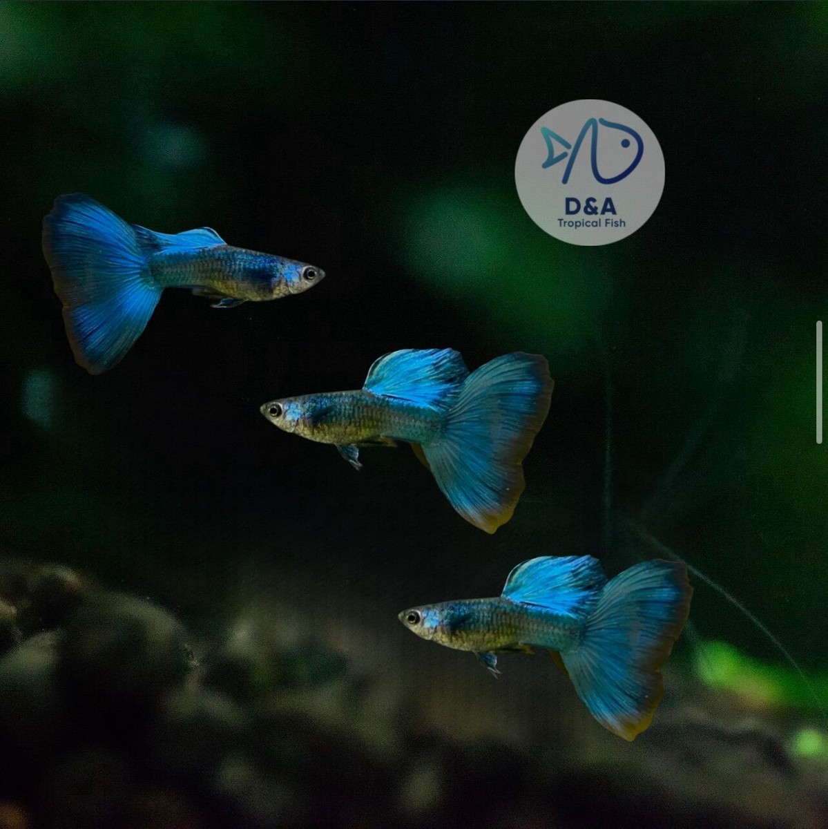 Guppies Rare 1 TRIO - Live Aquarium Guppy Fish High Quality - Blue ...