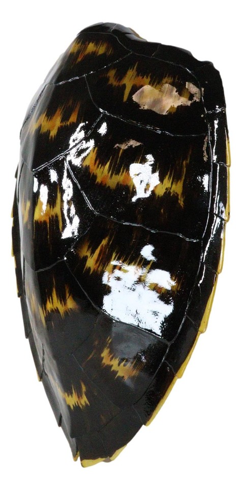 Large Nautical Marine Black Tone Faux Hawksbill Turtle Shell Replica ...