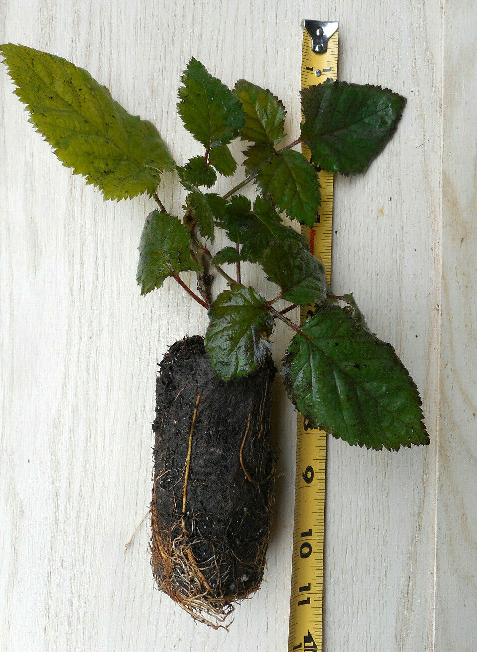 3 Triple Crown Thornless Blackberry - Large Plants grown from tissue ...
