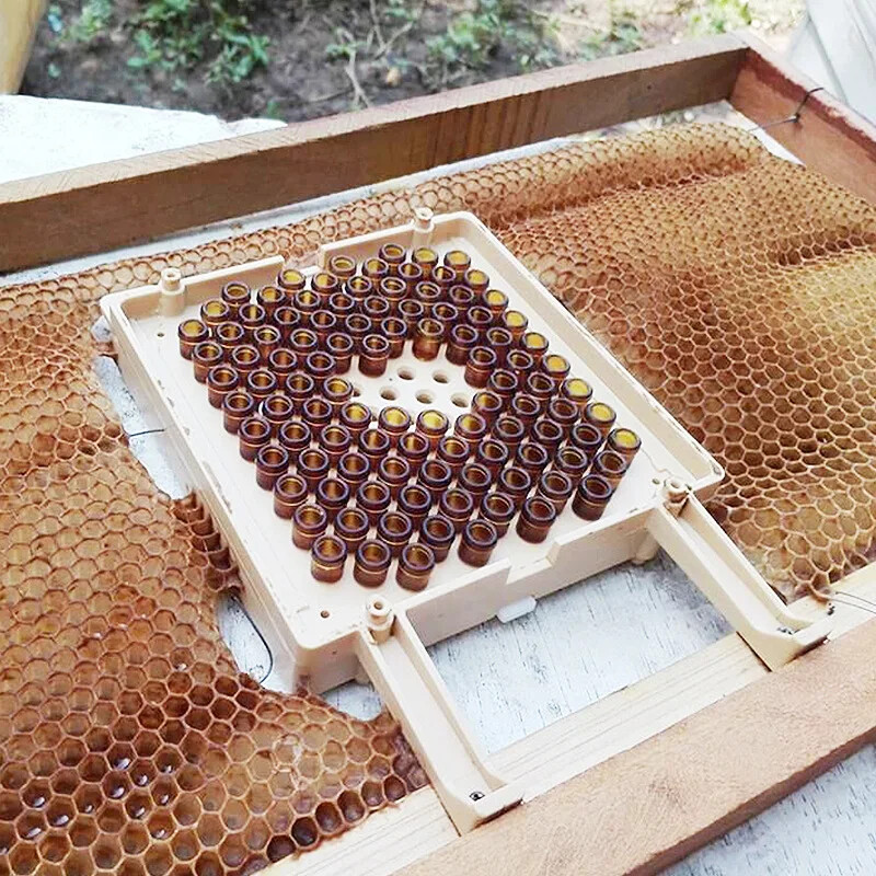 Queen Rearing Kit Nicot Bee Queens Rearing System Queen Bee Larva Move ...