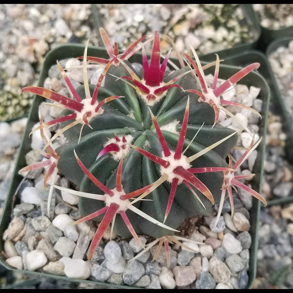 Devil's Tongue 'Ferocactus latispinus' cactus Cacti Succulent real live ...