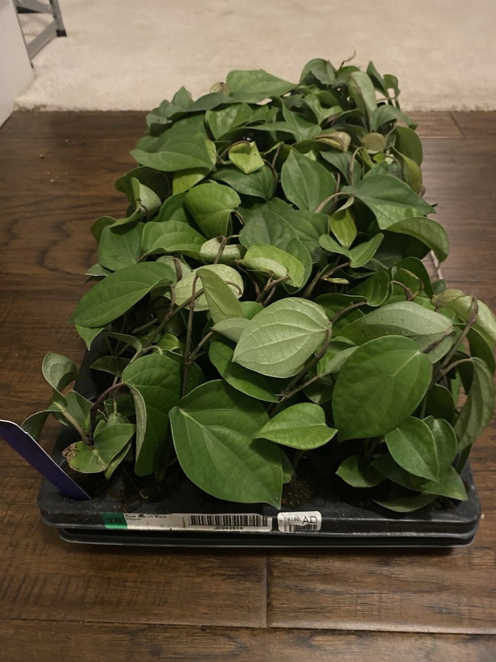 Black Pepper Vine (Piper nigrum) - 1 Live TC Plant/Plug – 2-6 inches ...