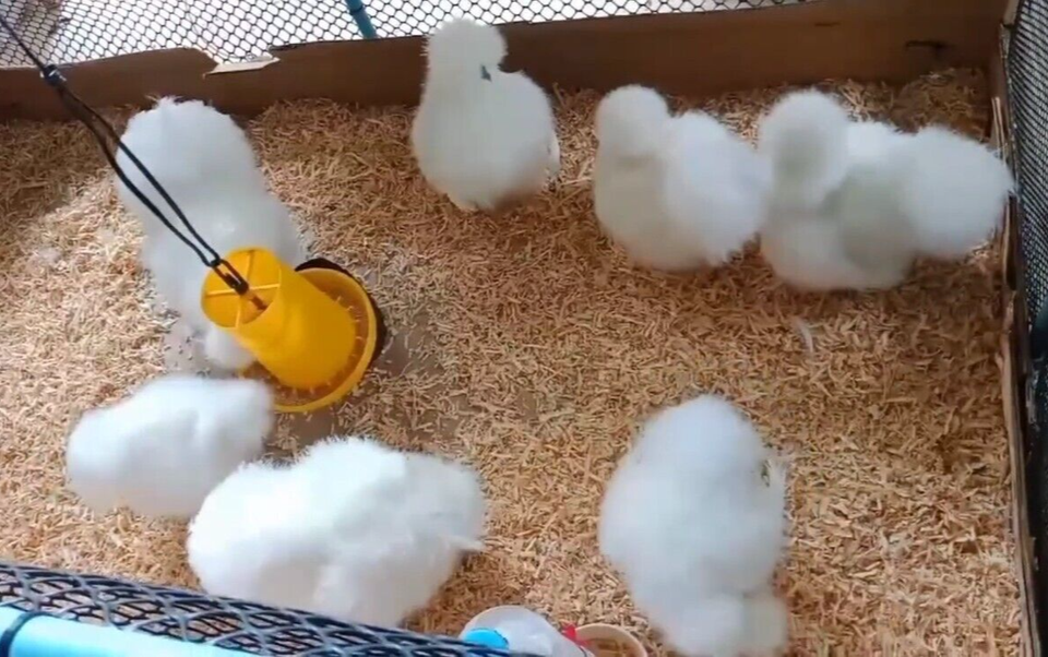 12 NPIP/AI CLEAN BEARDED SILKIE BANTAM HATCHING EGGS EXTREME SHOW ...