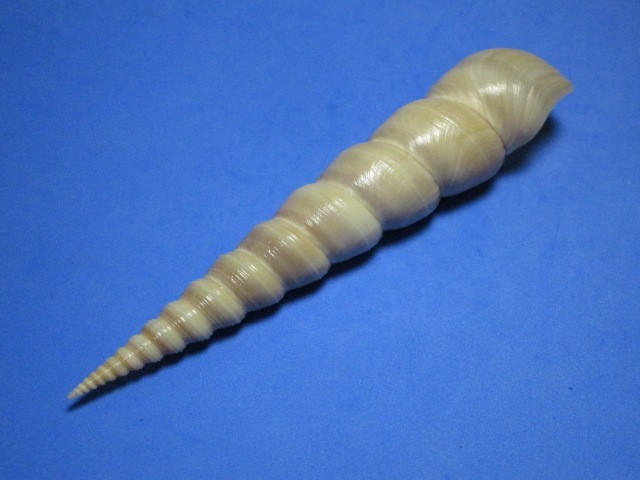 Turritella bacillum (Kiener, 1844) "DIFFICULT TURRET!" (153.1mm) | eBay