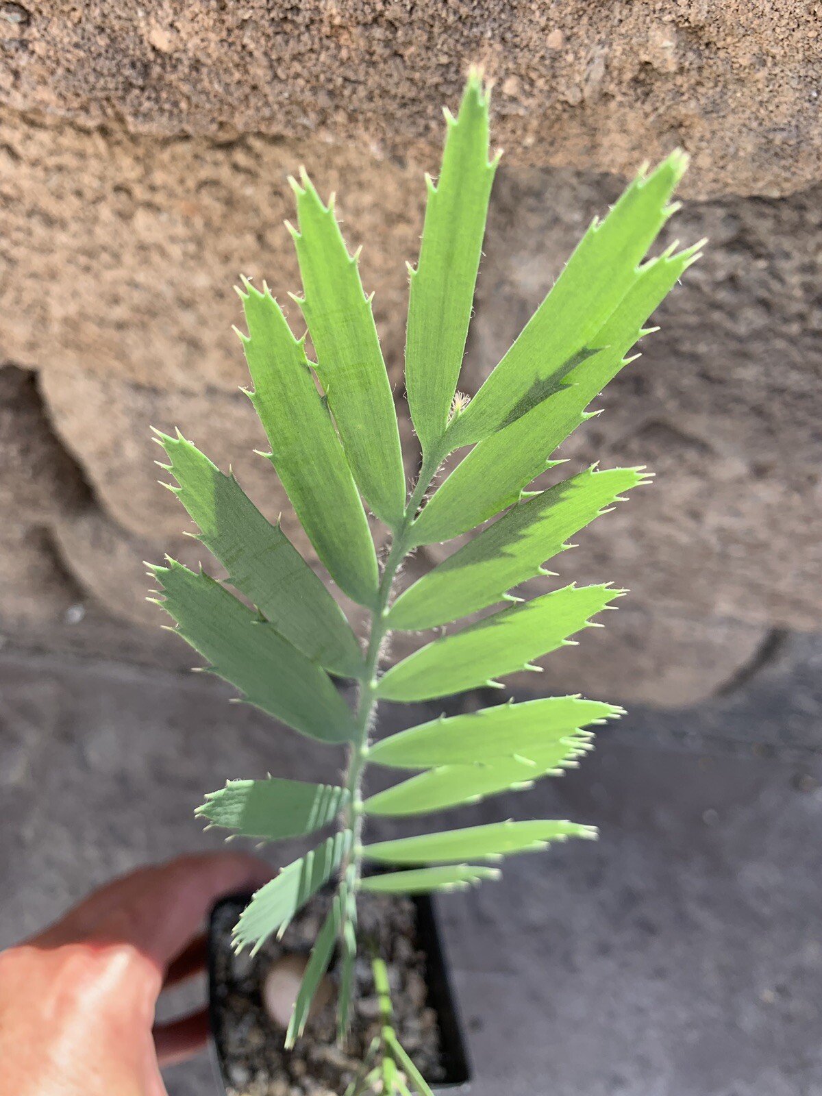 Encephalartos Dyerianus LOWVELD CYCAD Endangered Rare Ice Blue Cycads ...
