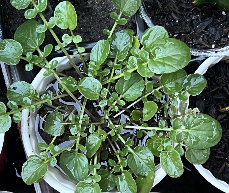 Watercress Organic live plant for planting in 4” Pot, guaranteed growth ...