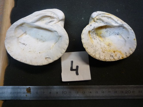 097.01 B - CARDITA PLANICOSTA - LOT N°04 X 2 GROSSES -FOSSILE DU BASSIN ...