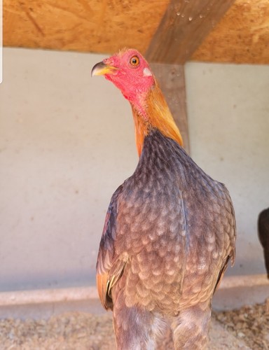 4 MODERN GAME Extremely rare Hatching Eggs - Chicken | eBay