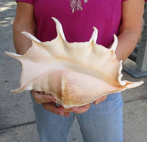 13-1/2 inch Beautiful Giant Spider Conch shell, seashell #50265 | eBay