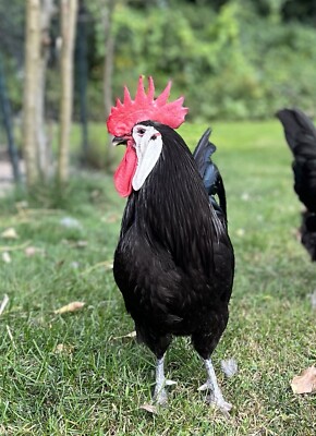 Large Fowl Hens Choice Hatching Eggs, White Face Black Spanish, Cochins ...
