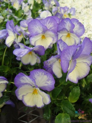 200+ Celestial Blue Moon Pansy (Viola) Seeds for Garden - USA - FREE ...