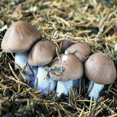 Blue Foot Mushroom (Clitocybe sordida) Liquid Culture | eBay