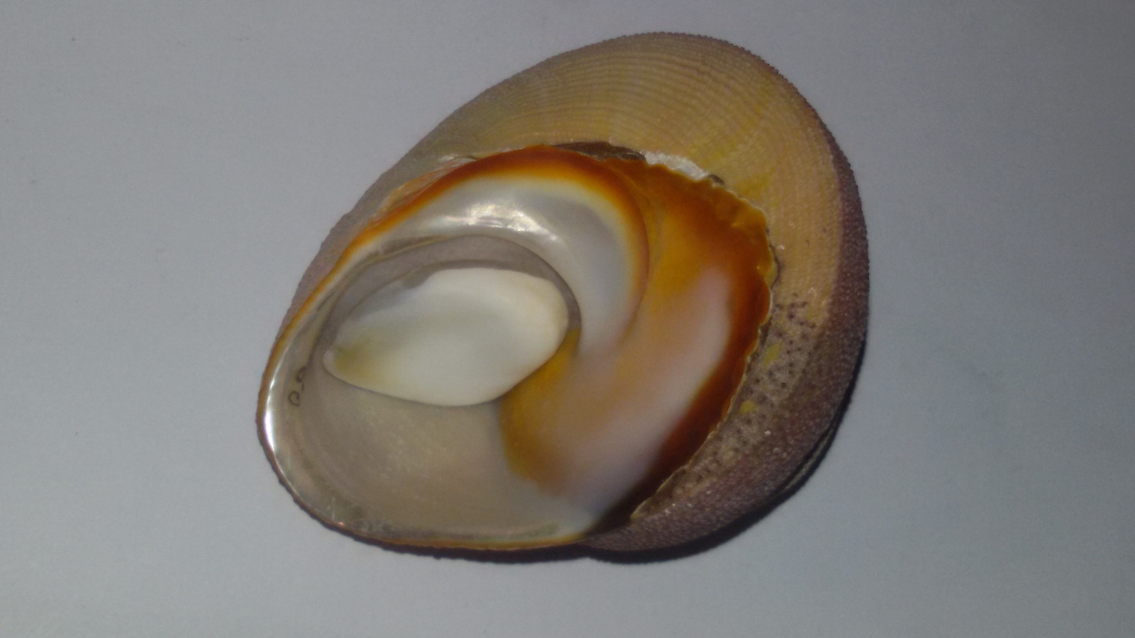 Conchiglia Shell Turbo BOLMA TAYLORIANA mm 76,5 Opercolata Senza ...