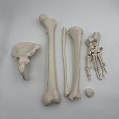 3B Scientific Disarticulated Left Human Leg Skeleton Model Bones Femur ...