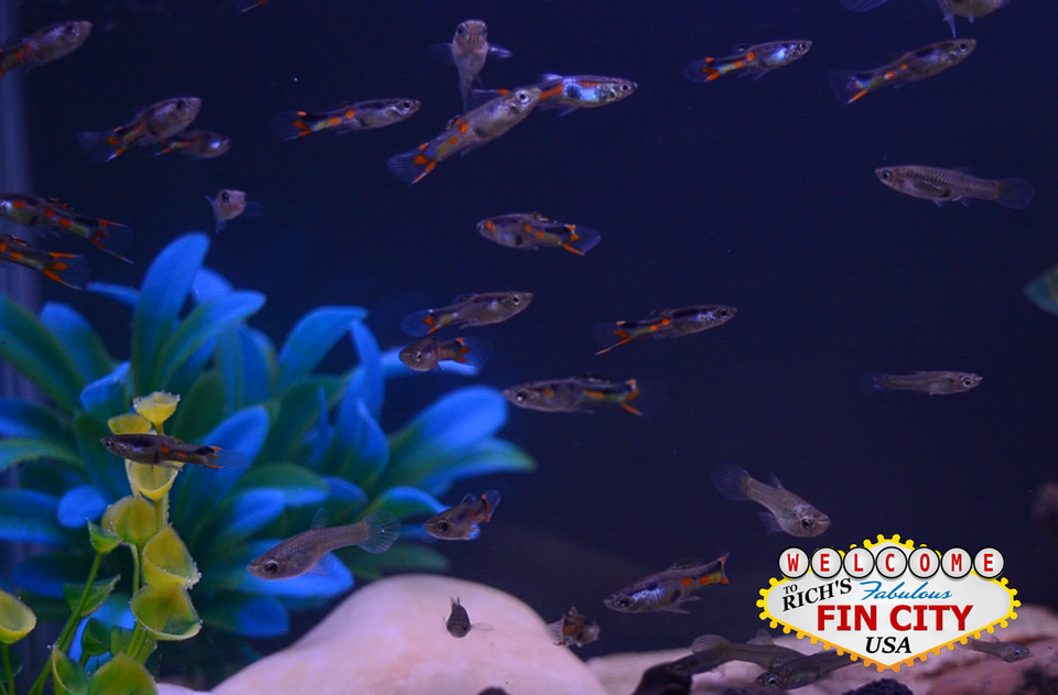 Painted Orchid Endlers - 3 pair ( 3 male, 3 female) + 1 bonus fish ...