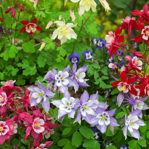 T&M Aquilegia Mrs Scott Elliot Garden Flowering Hardy Perennial Plug ...