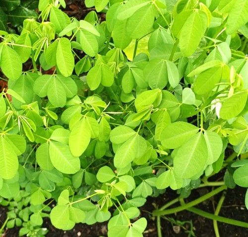 100 pc Chipilin (Big Leaf) /CHIPILIN SEEDS ORGANIC | eBay