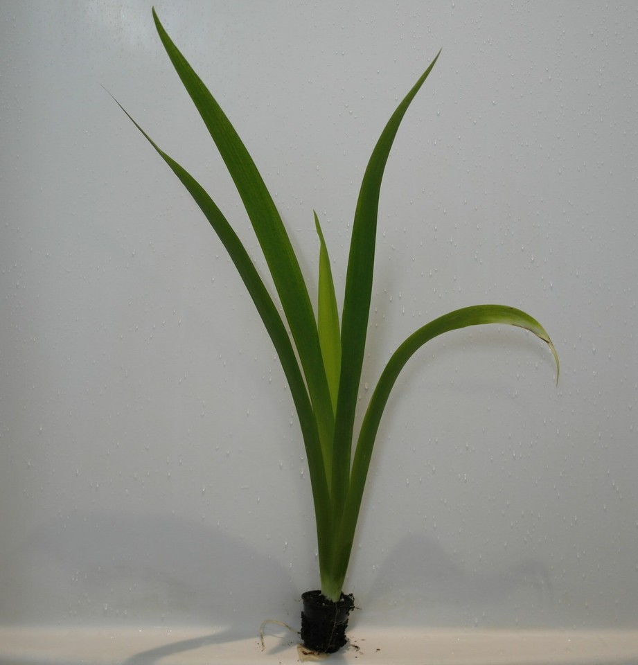 Colorific Bi-Color Louisiana Iris Aquatic Marginal Pond Plant - Buy 2 ...