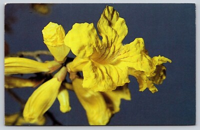 Postcard Leu Botanical Garden Collection Orlando Florida | eBay