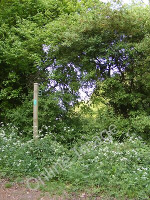 Photo 12x8 Footpath to Mill Cottage Maypole Green/TM2767 c2011 | eBay UK