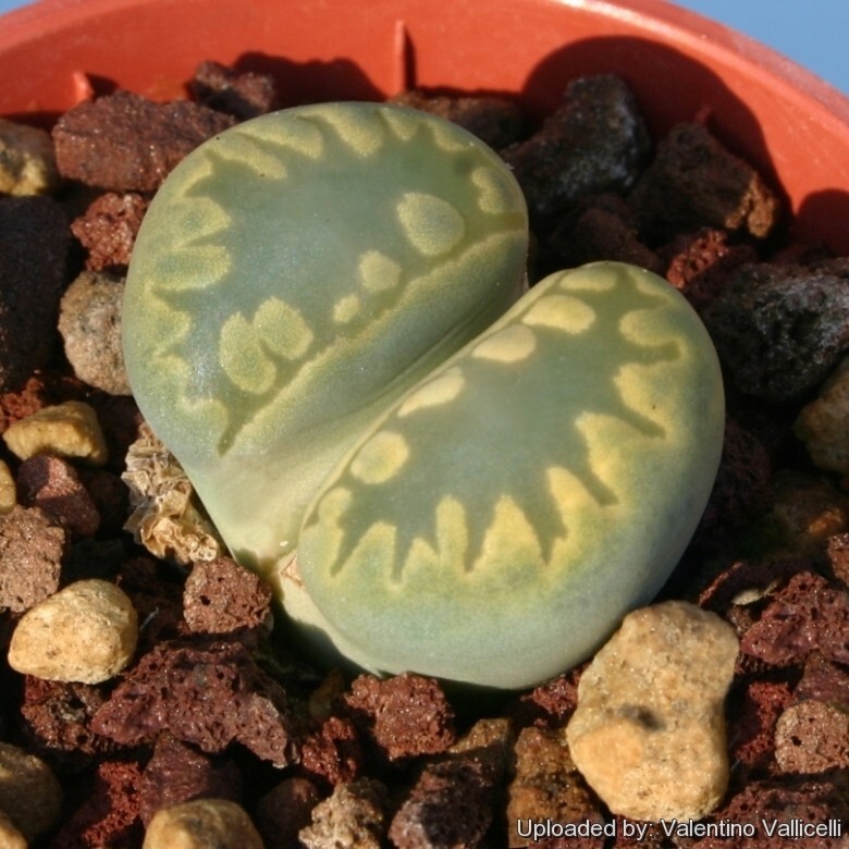Lithops seeds, Living Stone Seeds, Succulent Seeds Assortment, UK | eBay UK