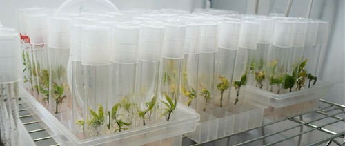 Complete Tissue Culture Kit Microclone Cloning Micropropagation ...