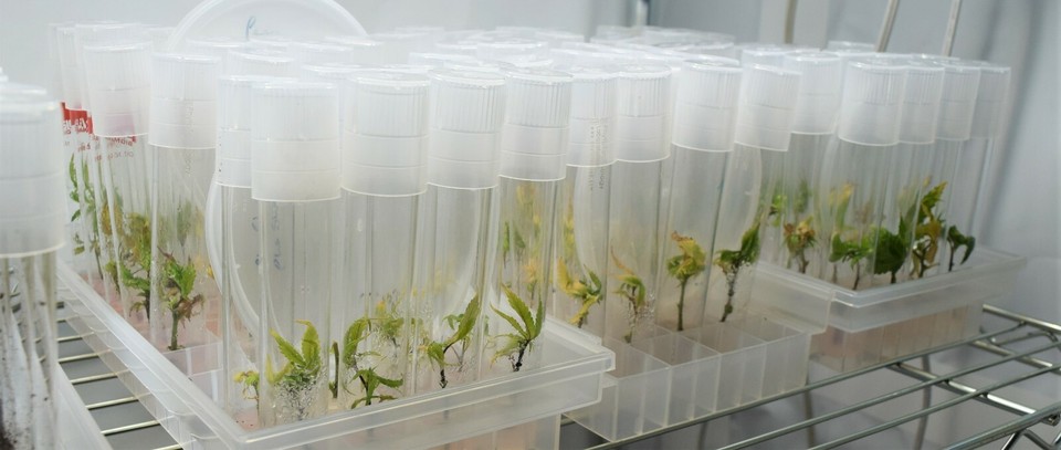 Complete Tissue Culture Kit Microclone Cloning Micropropagation ...