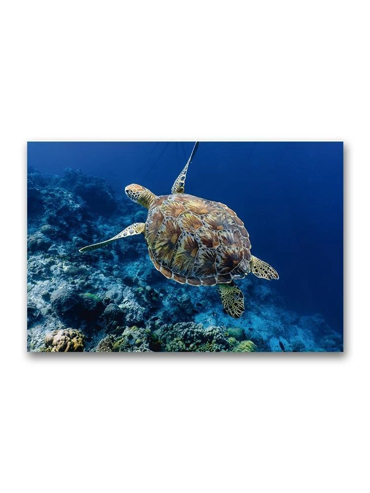Sea Turtle Top View