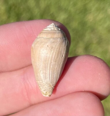 Gastropod Fossil Conus californicus California Pleistocene Age Cone ...