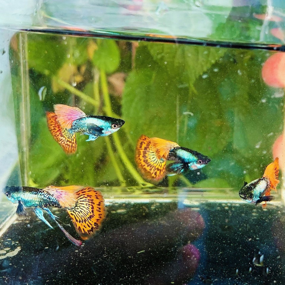 Pack Of 5 Live Dumbo Red Dragon Guppy Fry- Live Freshwater Fish Buy 2 ...