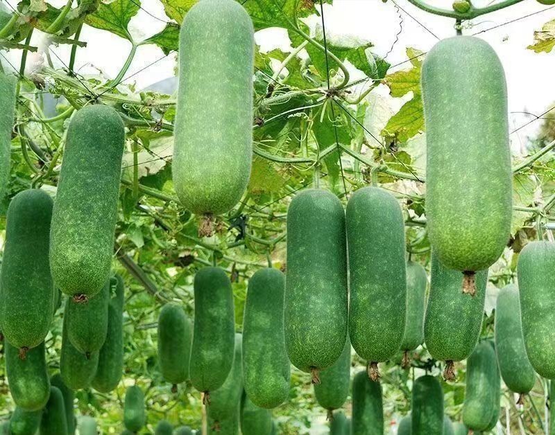 20+ Organic Hairy skin gourd seeds Fuzzy melon Wax gourd Hairy melon ...