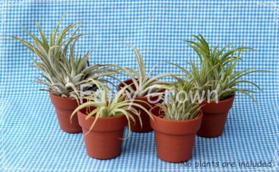 1.5" Plastic Micro Mini Pots, Thumb Pots for Air Plants & Violets POTS ...
