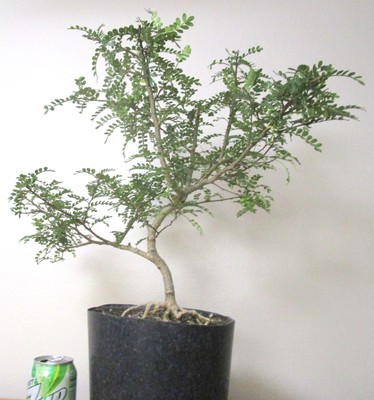 Big Chinese Pepper tree "Zanthoxylum" for mame shohin bonsai exposed ...