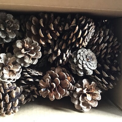 Pine Cones, 25 Cones Included Maine Cones | eBay