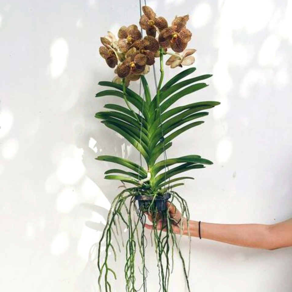 Hanging Vanda Pots Plastic Small Black Mesh Basket Planting Orchid ...