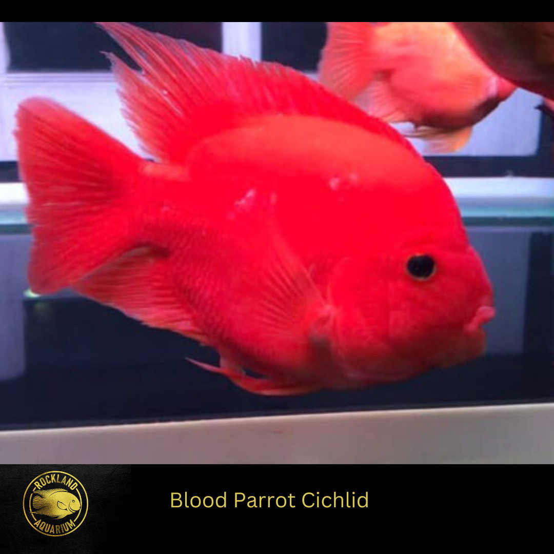 Freshwater Parrot Fish