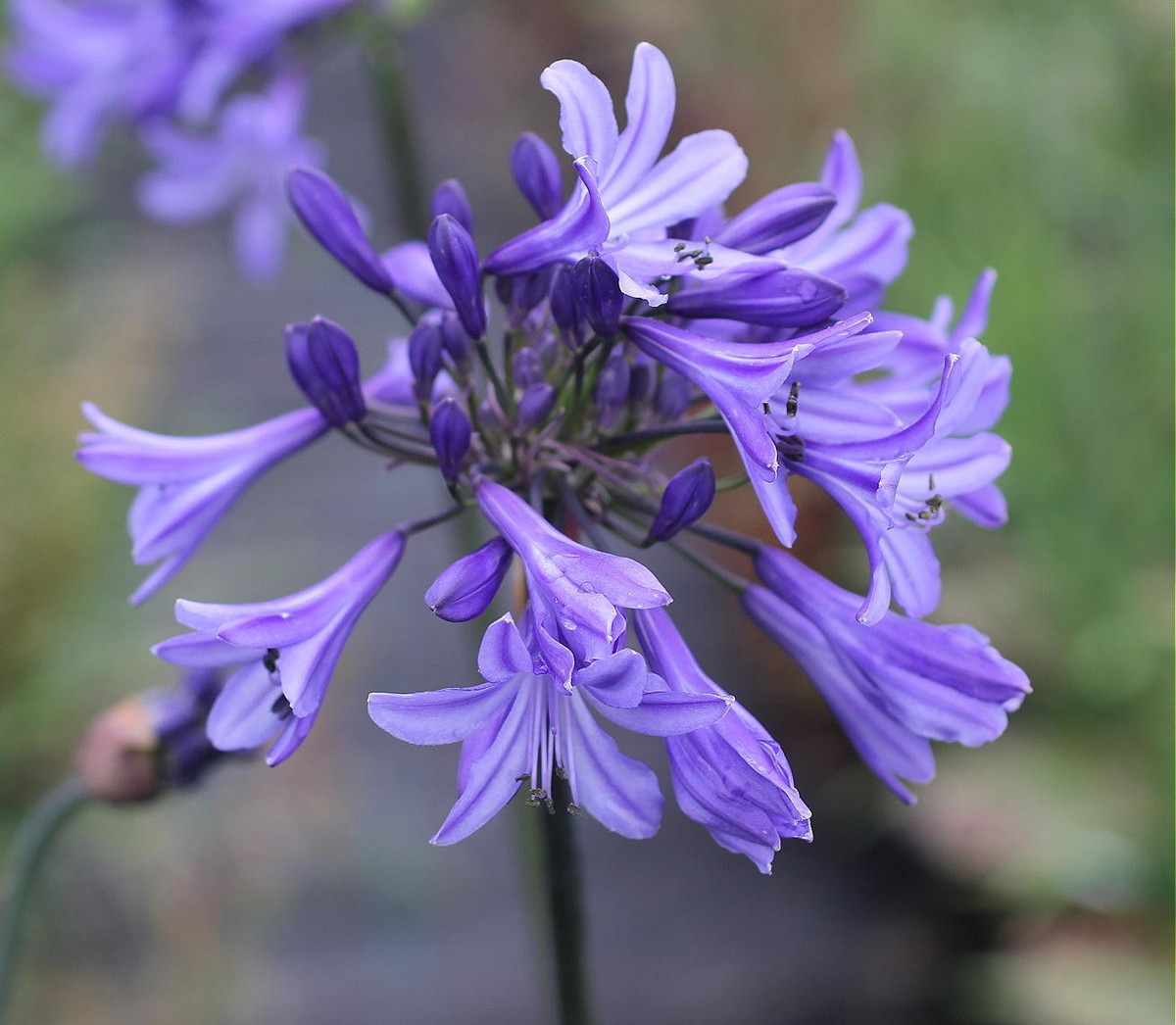 Agapantos Agapanthus Africanus White | Lily Of The Nile 2lt