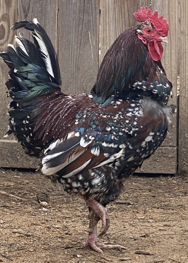 12 BYM Chicken Hatching Eggs Ameraucana Orpington Wyandotte Maran ...