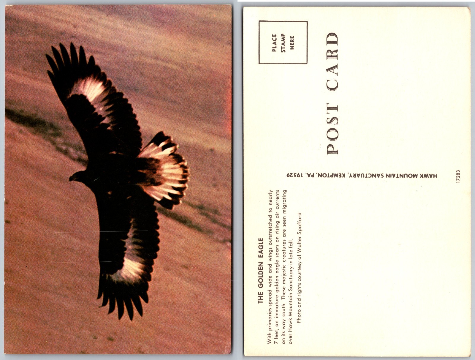 Hawk Mountain Kempton PA Golden Eagle Postcard | eBay