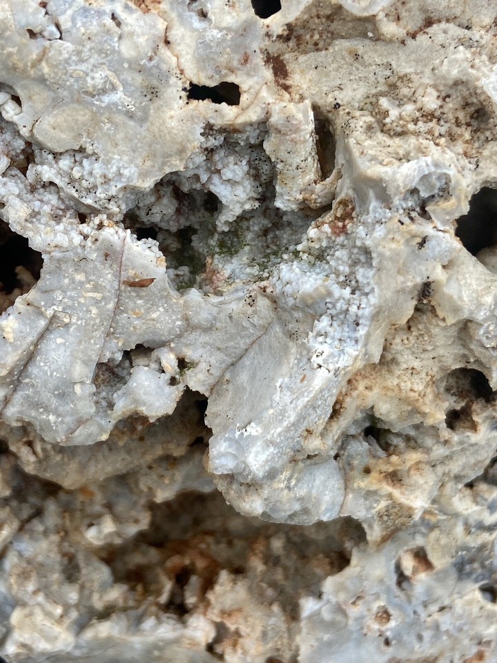 OUTSTANDING* 5# Fossil Reef Coral~Blue Chert~Pretty Sparkling ...