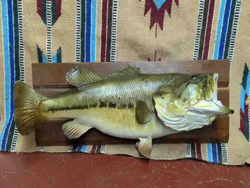 Green Bass Fish Wall Skin Mount Taxidermy Decor | eBay