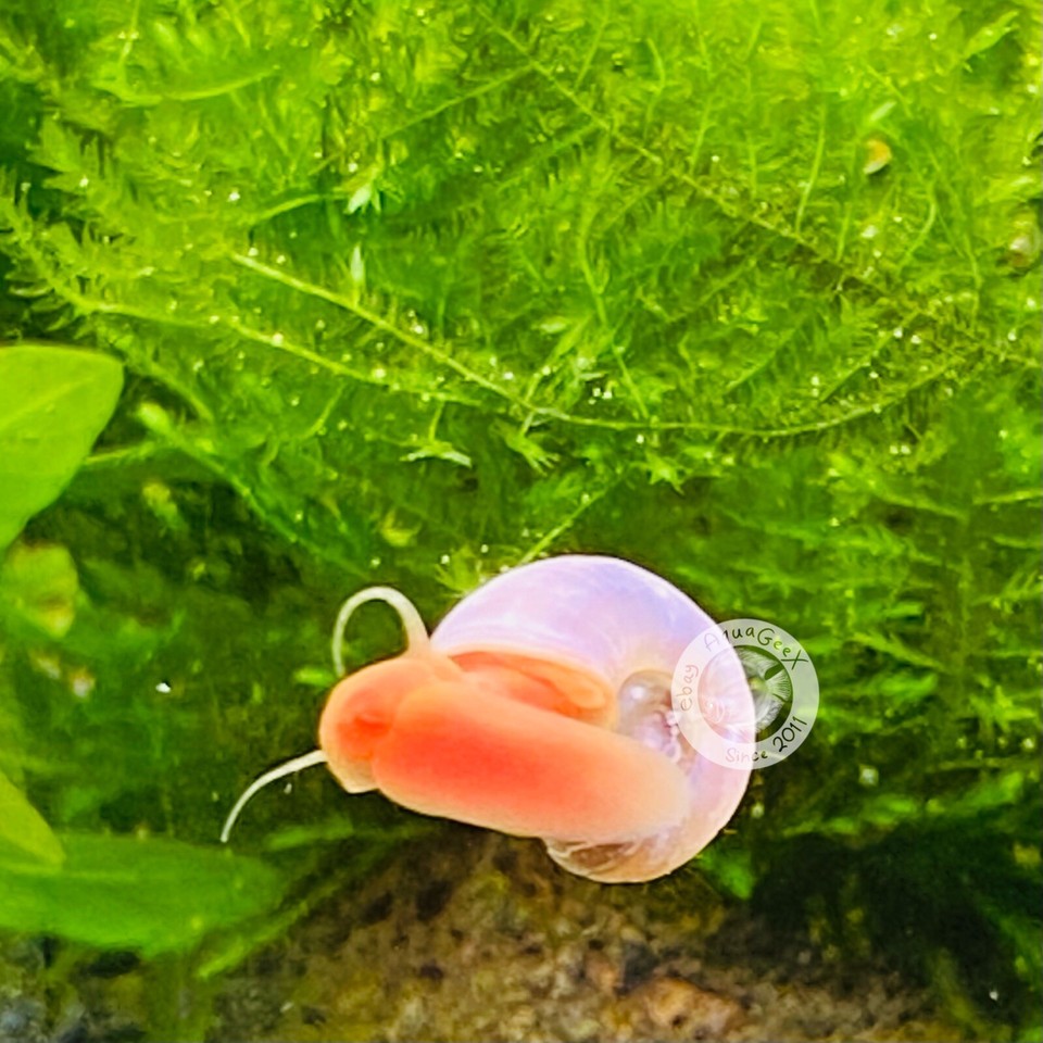 5 PEARL PINK RAMSHORN SNAILS - MIXED SIZE - TANK BREED - AQUARIUM ALGAE ...