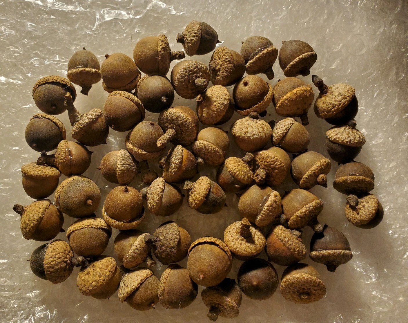 Real Acorns