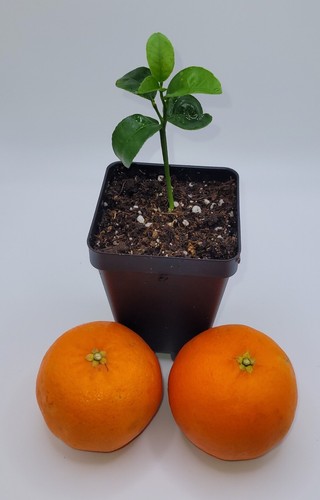 Satsuma Mandarin orange seedlings, 3-5 inches tall | eBay